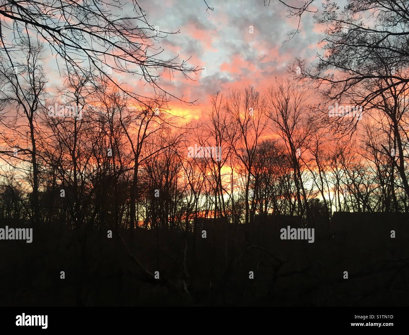 Sunset into the woods hi-res stock photography and images - Alamy