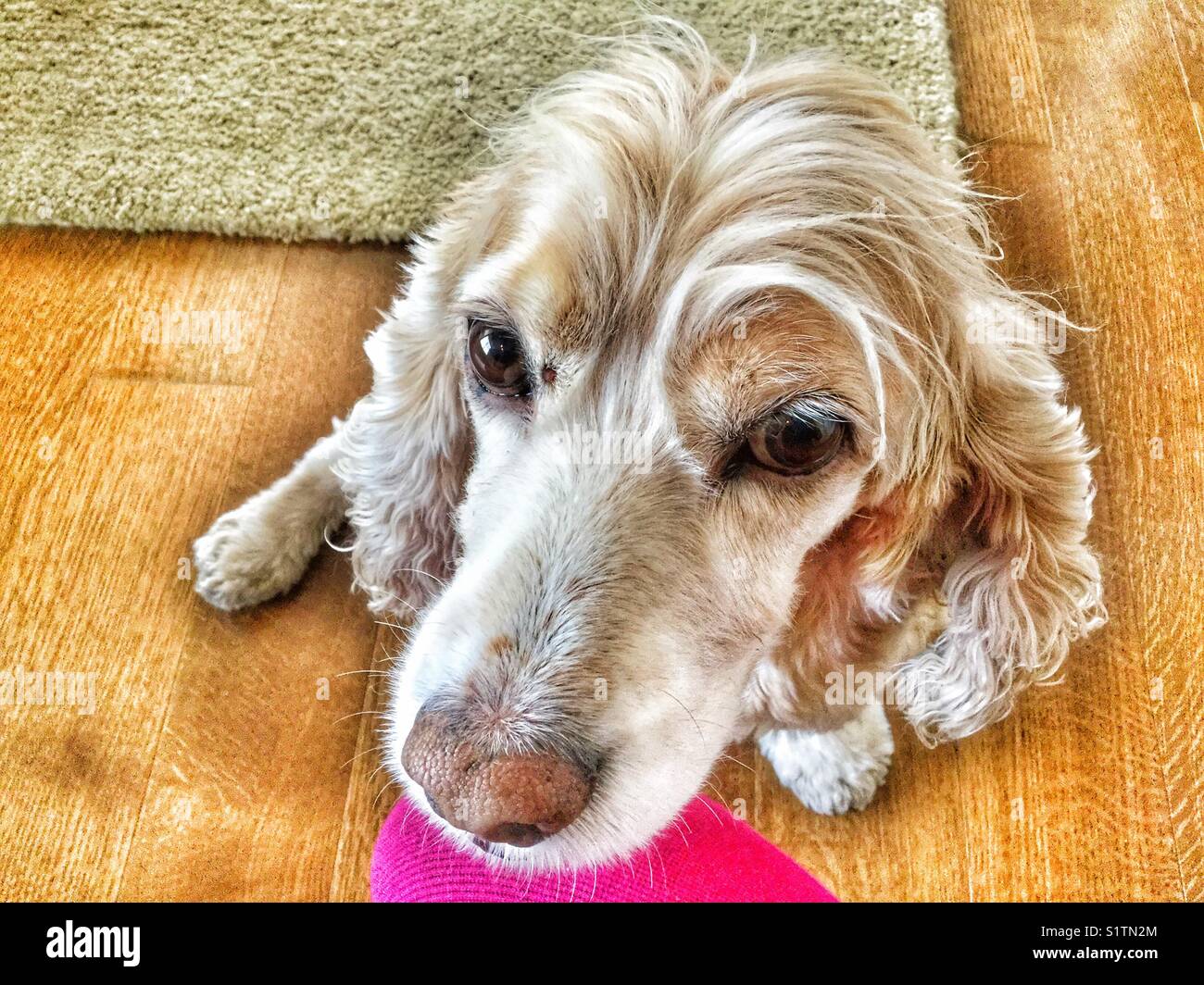 A Cocker Spaniel rests his head on a person’s leg Stock Photo - Alamy
