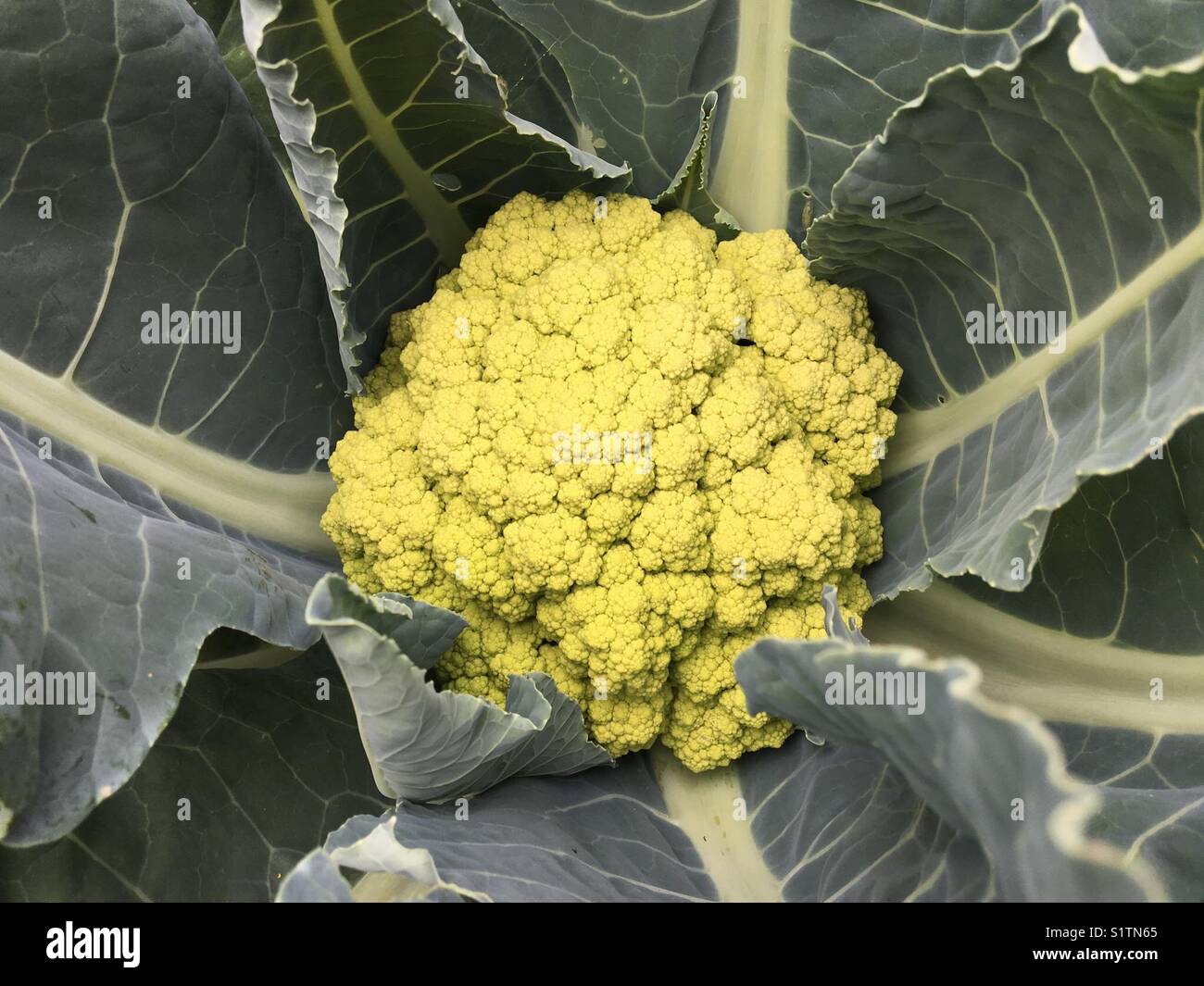 Yellow lore hi-res stock photography and images - Alamy