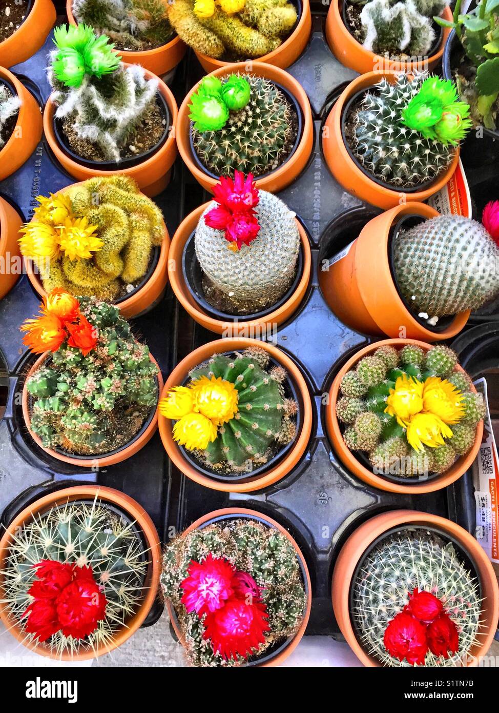 Succulents In Pots High Resolution Stock Photography and Images - Alamy