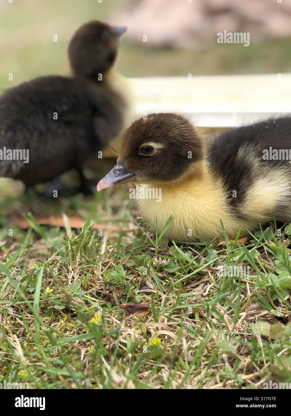 Adorable ducklings hi-res stock photography and images - Alamy