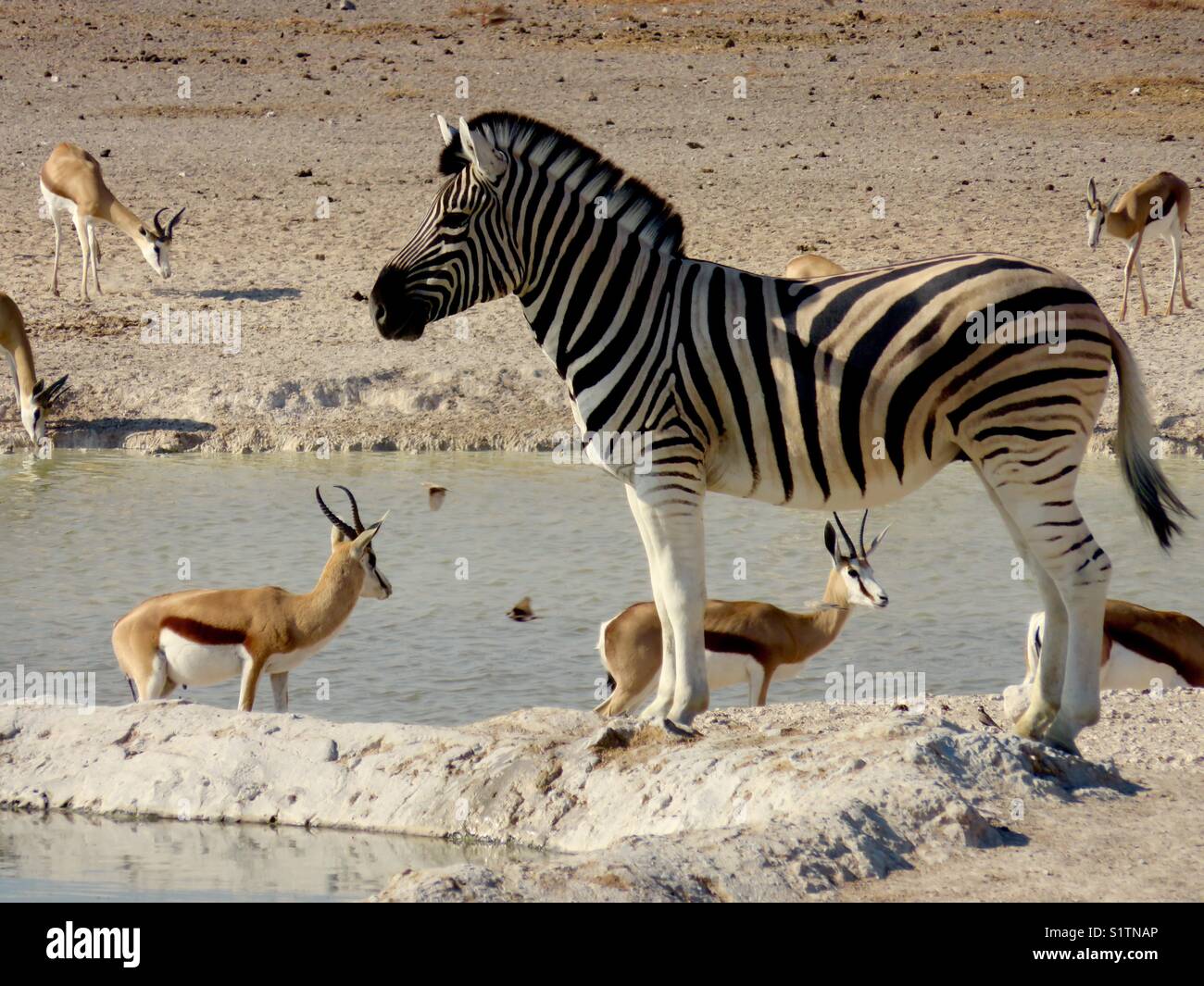Springbok And Zebra High Resolution Stock Photography and Images - Alamy
