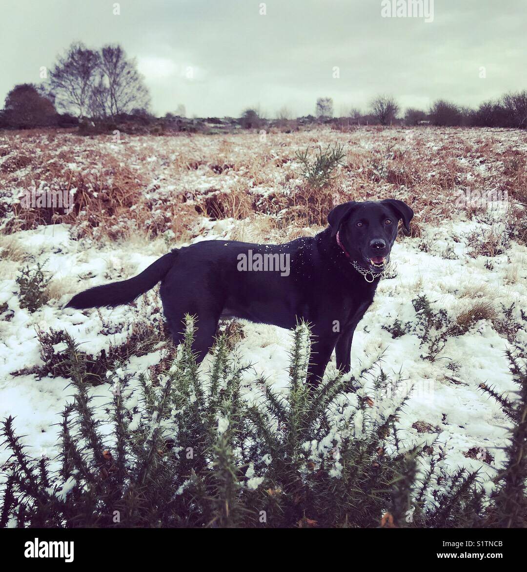 Black Labrador Snow High Resolution Stock Photography and Images - Alamy