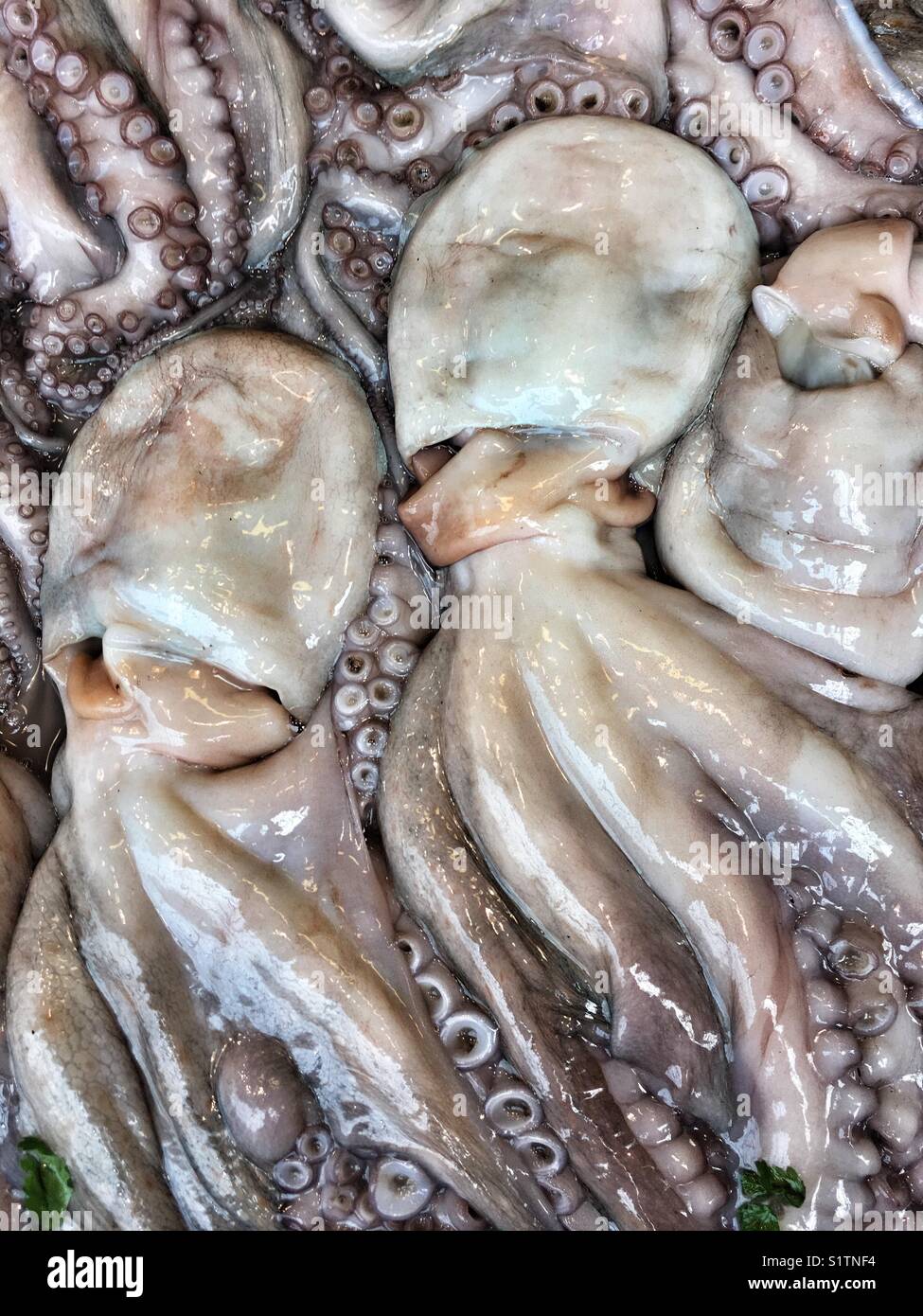 Octopus in market hi-res stock photography and images - Alamy