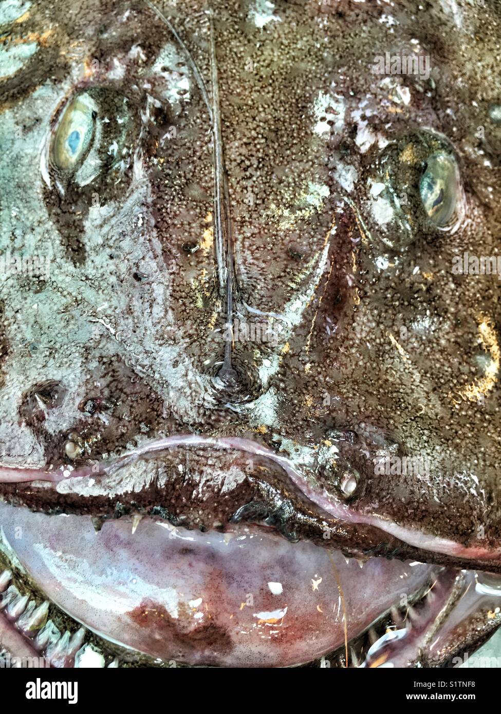 Monkfish mouth in the market Stock Photo - Alamy