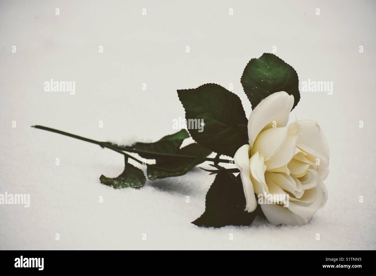 White rose in the snow Stock Photo - Alamy
