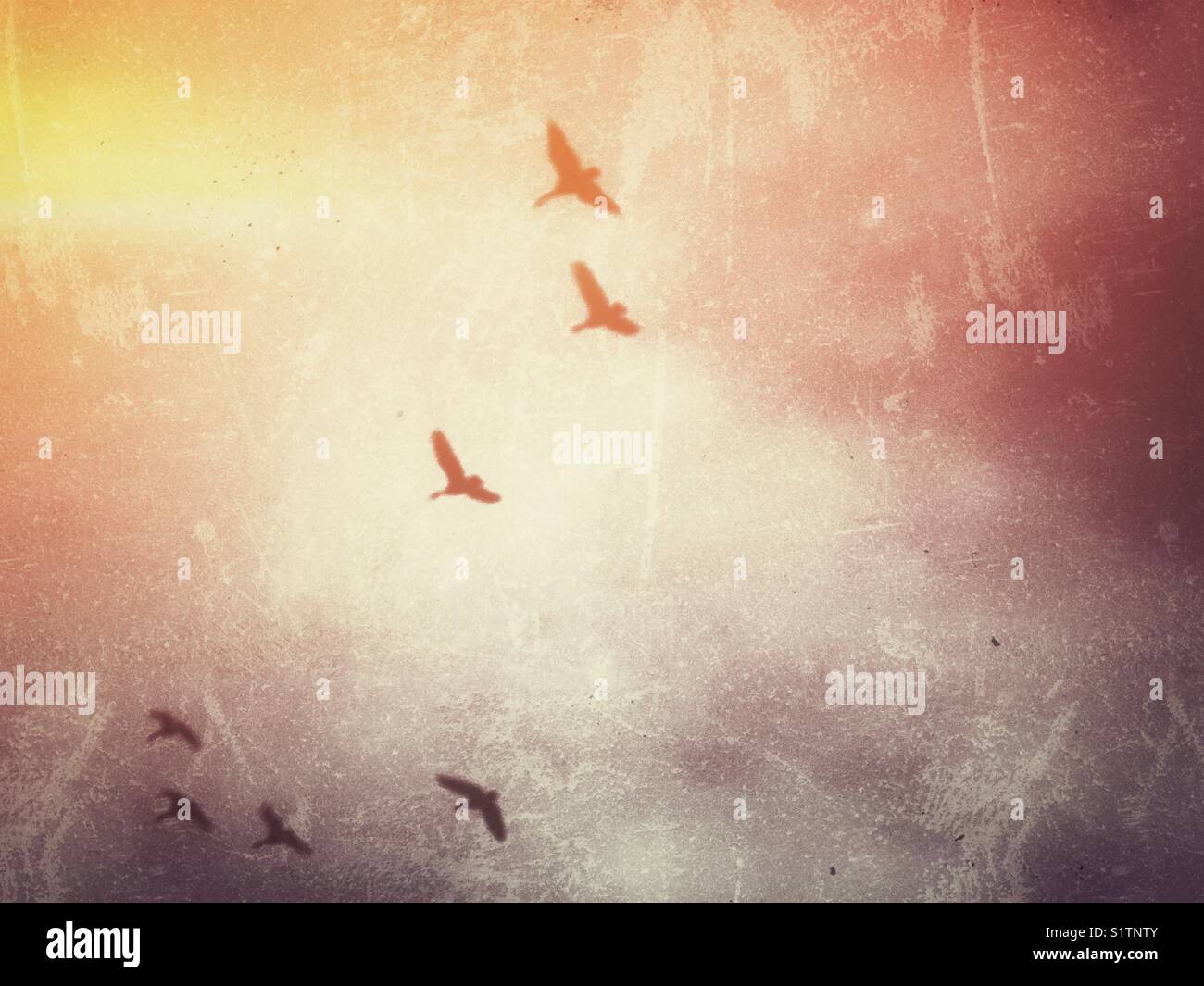 Seven canadian geese hi-res stock photography and images - Alamy