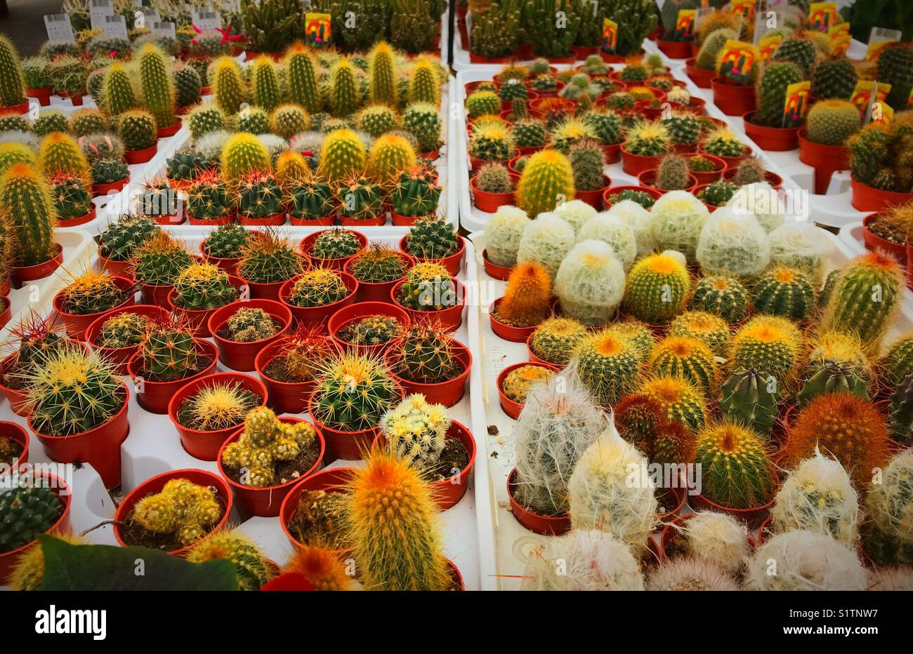 Many colorful small cactus (cacti) in trays Stock Photo - Alamy
