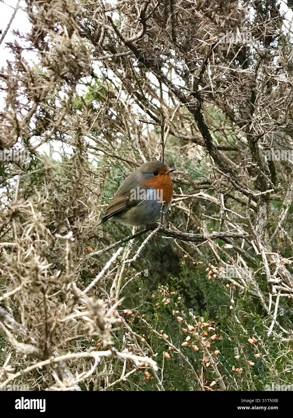 Baby robin hi-res stock photography and images - Alamy