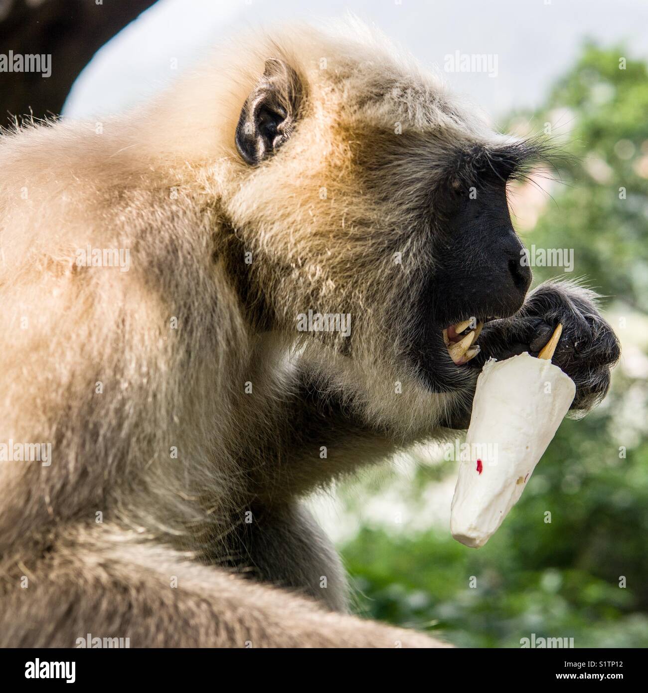 Monkey Rishikesh High Resolution Stock Photography and Images - Alamy