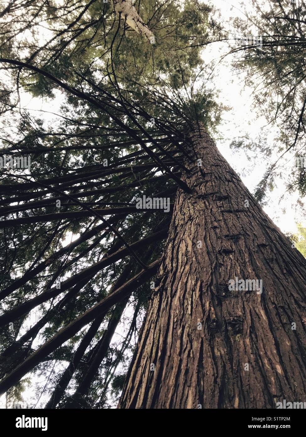 Old Cedar Trees High Resolution Stock Photography and Images - Alamy