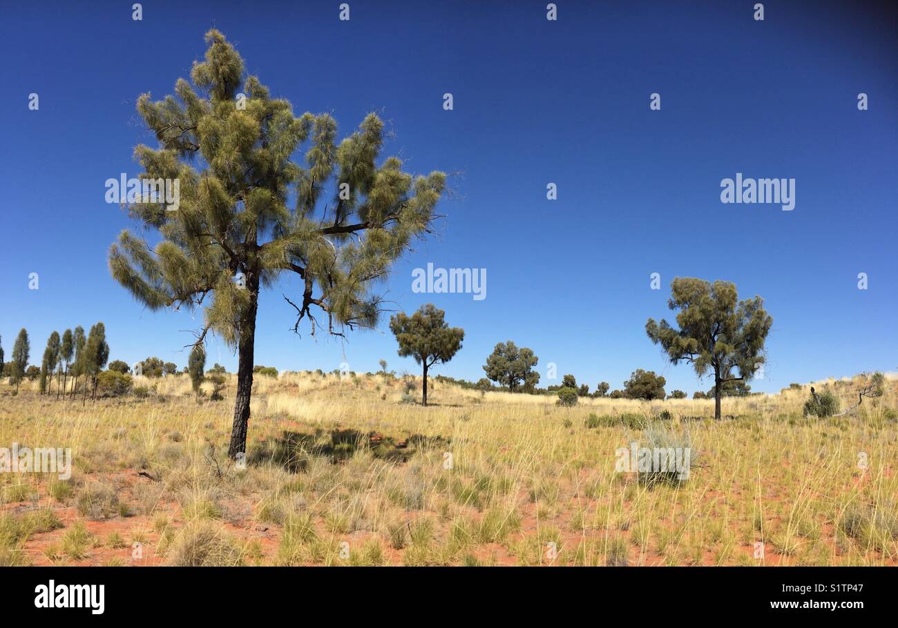 Australia casuarina tree High Resolution Stock Photography and Images ...