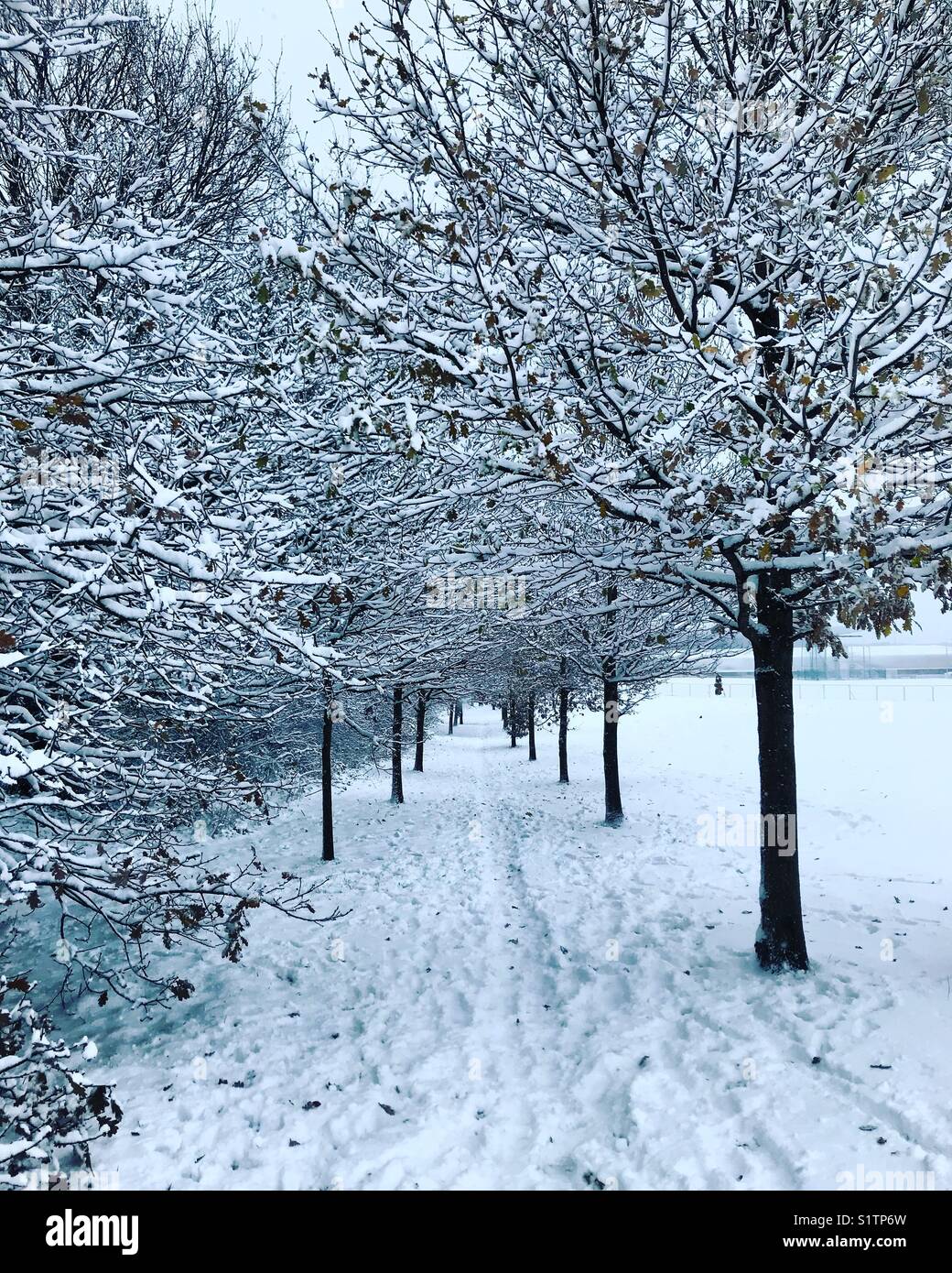 Tree lined path snow hi-res stock photography and images - Alamy