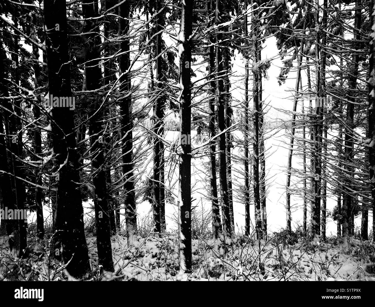 Tall thin tree hi-res stock photography and images - Alamy