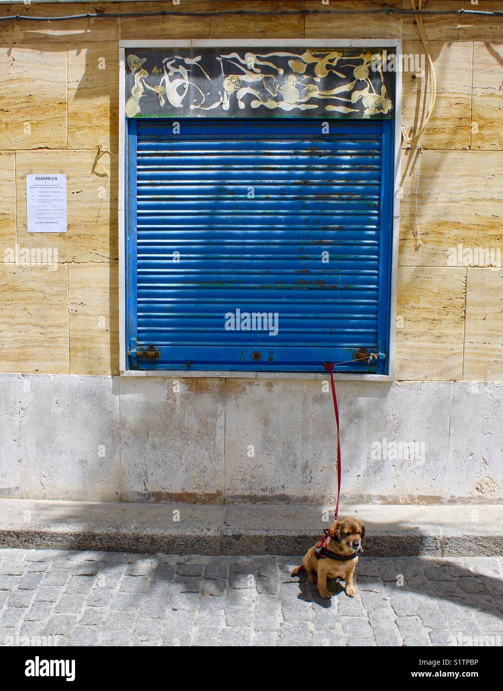 Shutter dog hi-res stock photography and images - Alamy