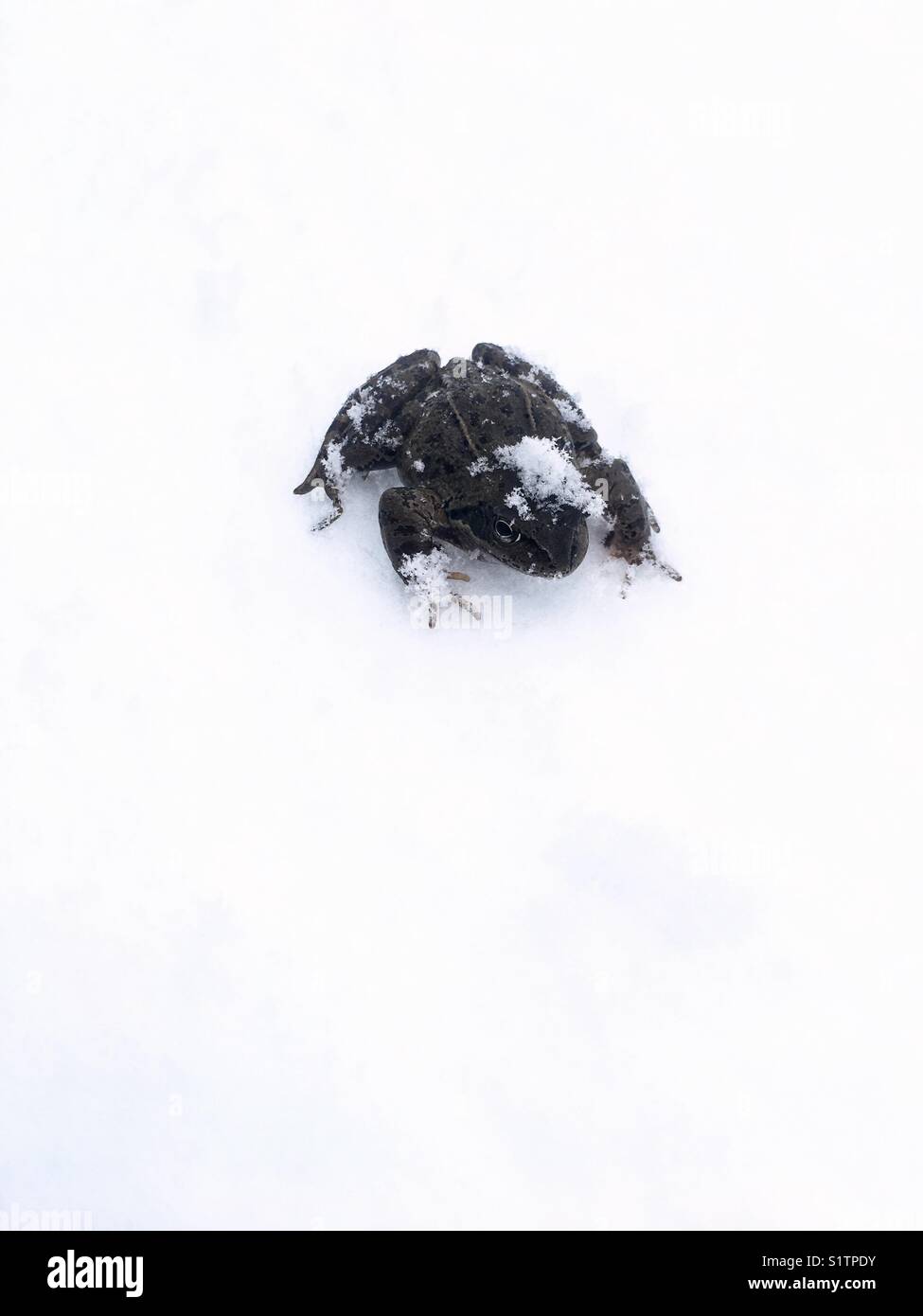 Uk frog winter hi-res stock photography and images - Alamy