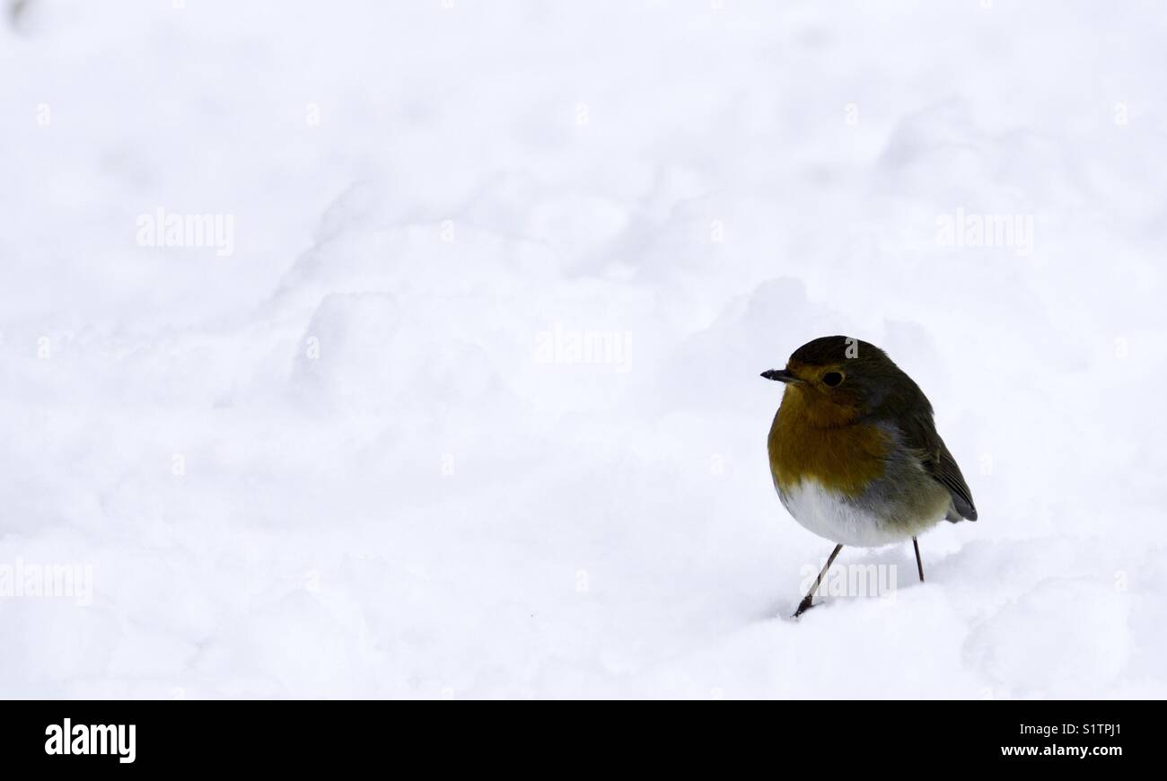 Robin in the snow Stock Photo - Alamy
