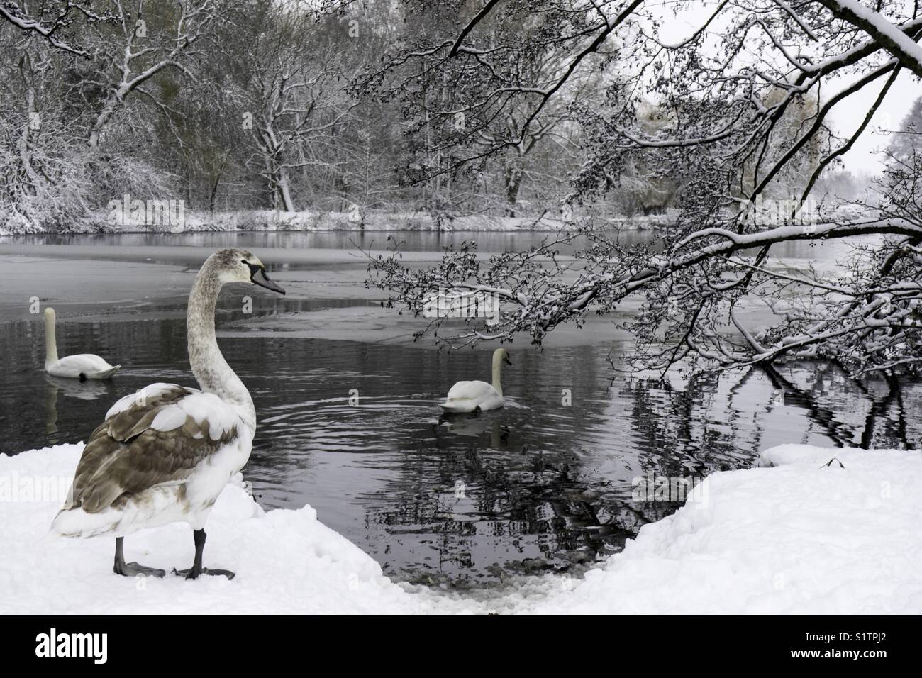 Swans in the snow at Christmas Stock Photo - Alamy