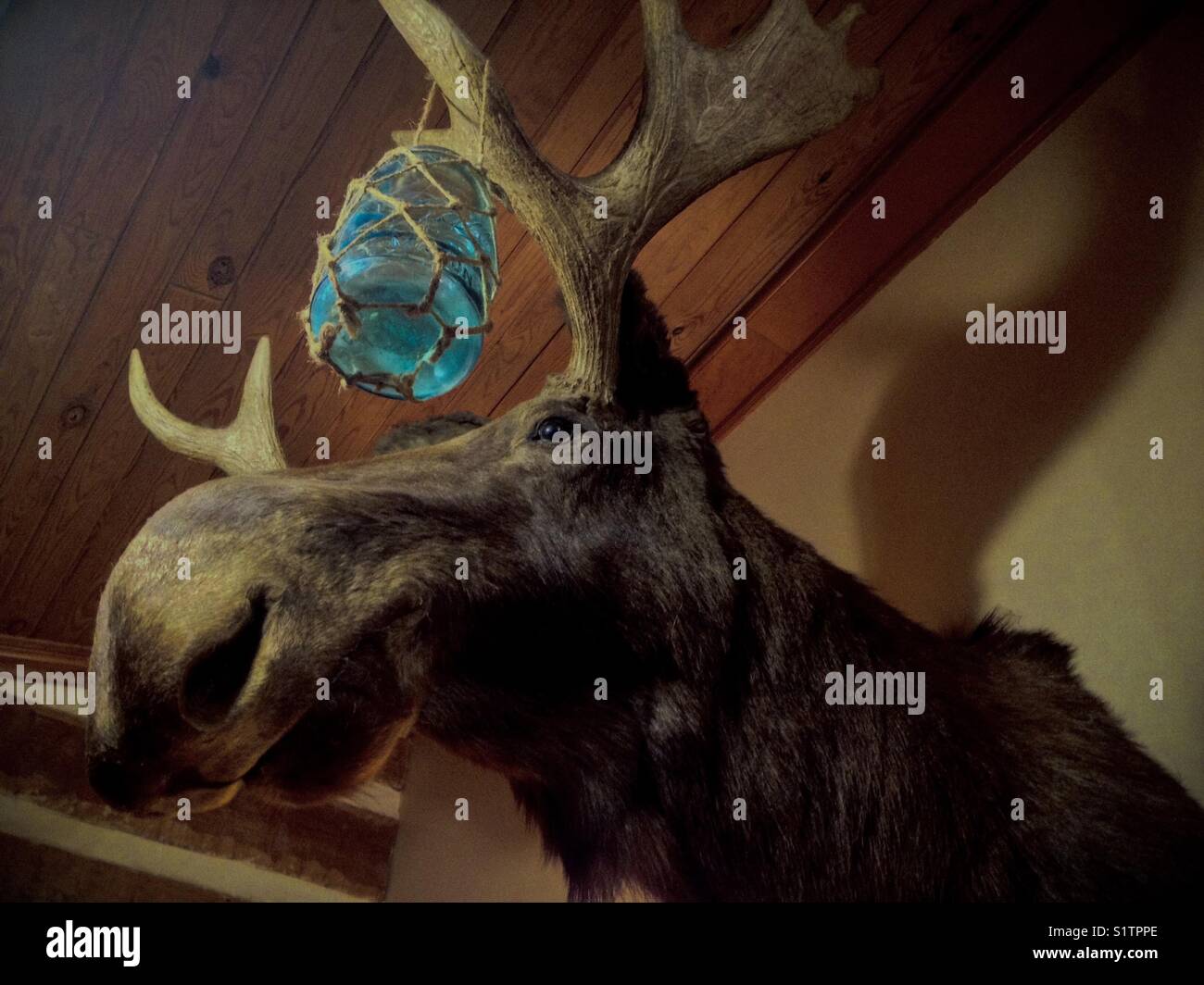 Bullwinkle hi-res stock photography and images - Alamy