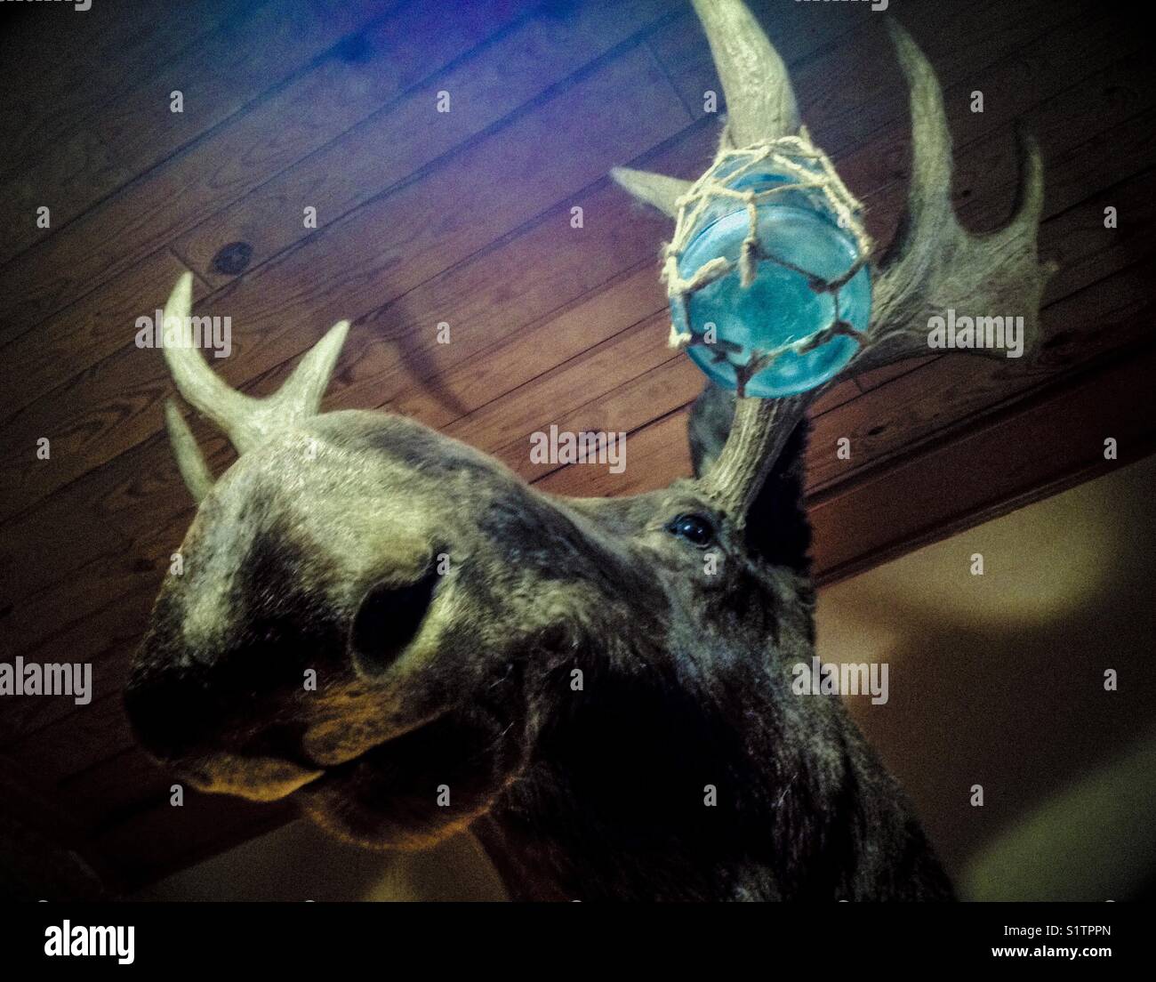 Bullwinkle hi-res stock photography and images - Alamy