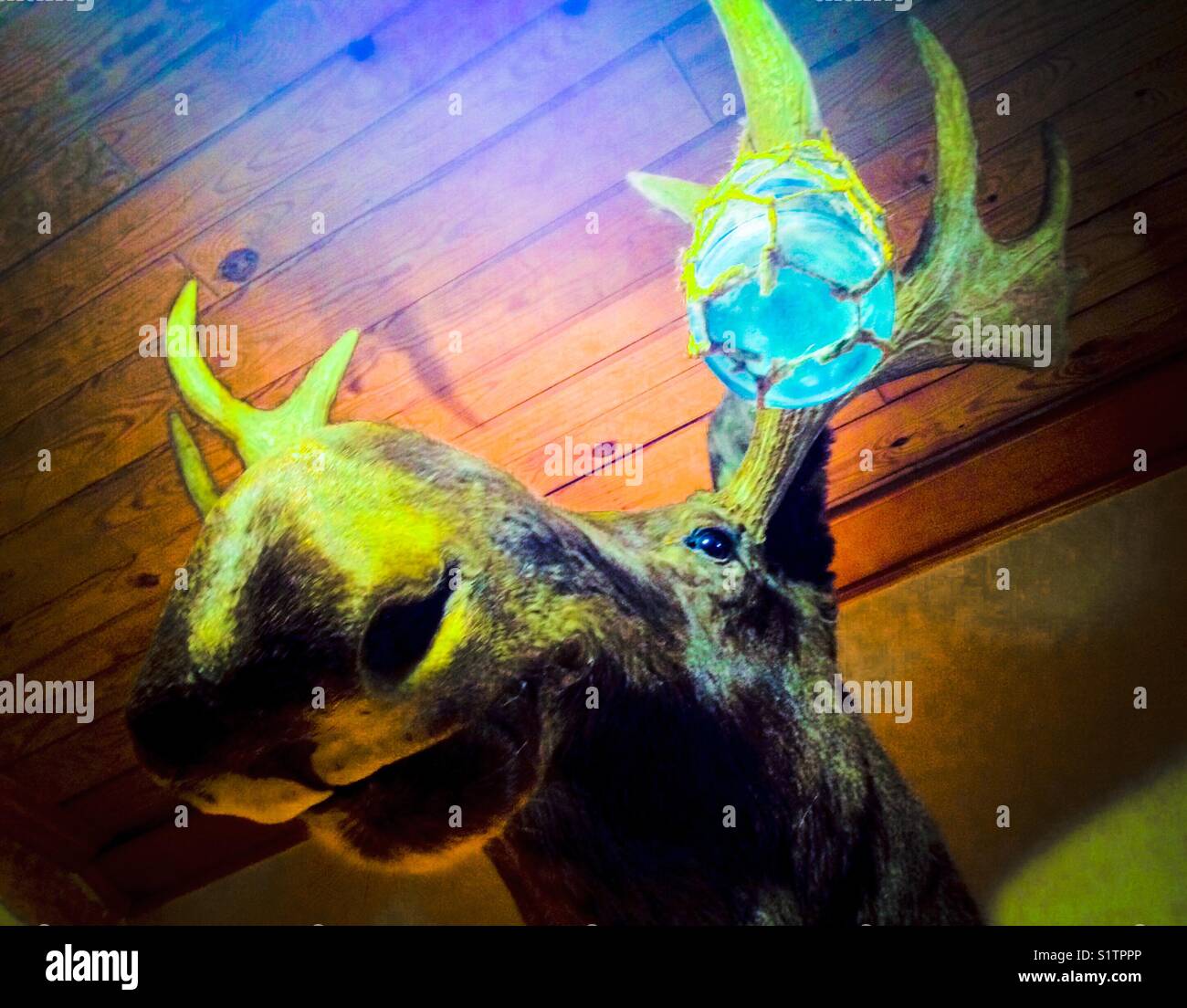 Moose on the loose Stock Photo - Alamy