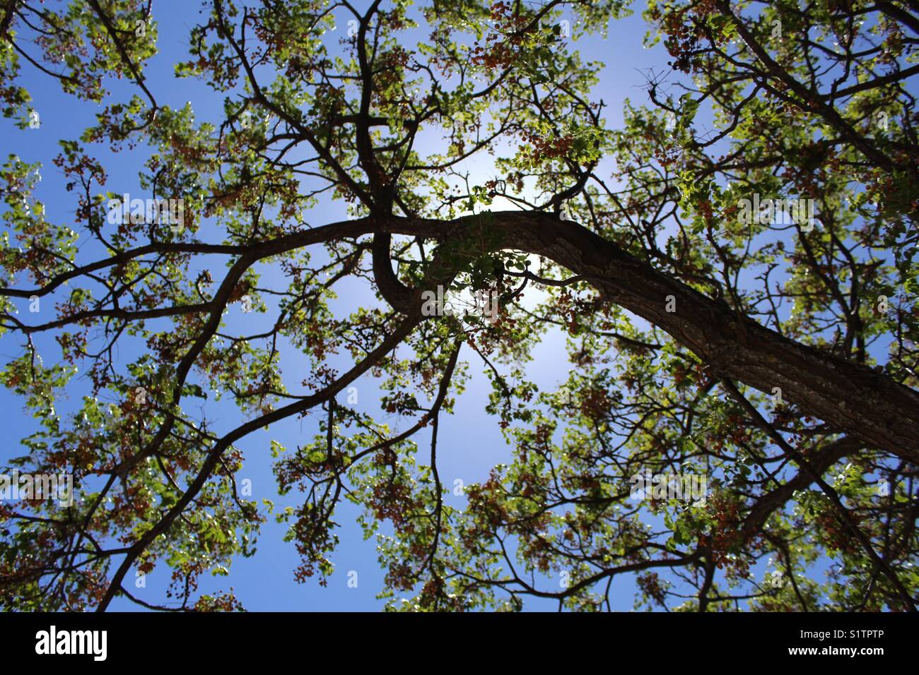 Sun behind the tree hi-res stock photography and images - Alamy