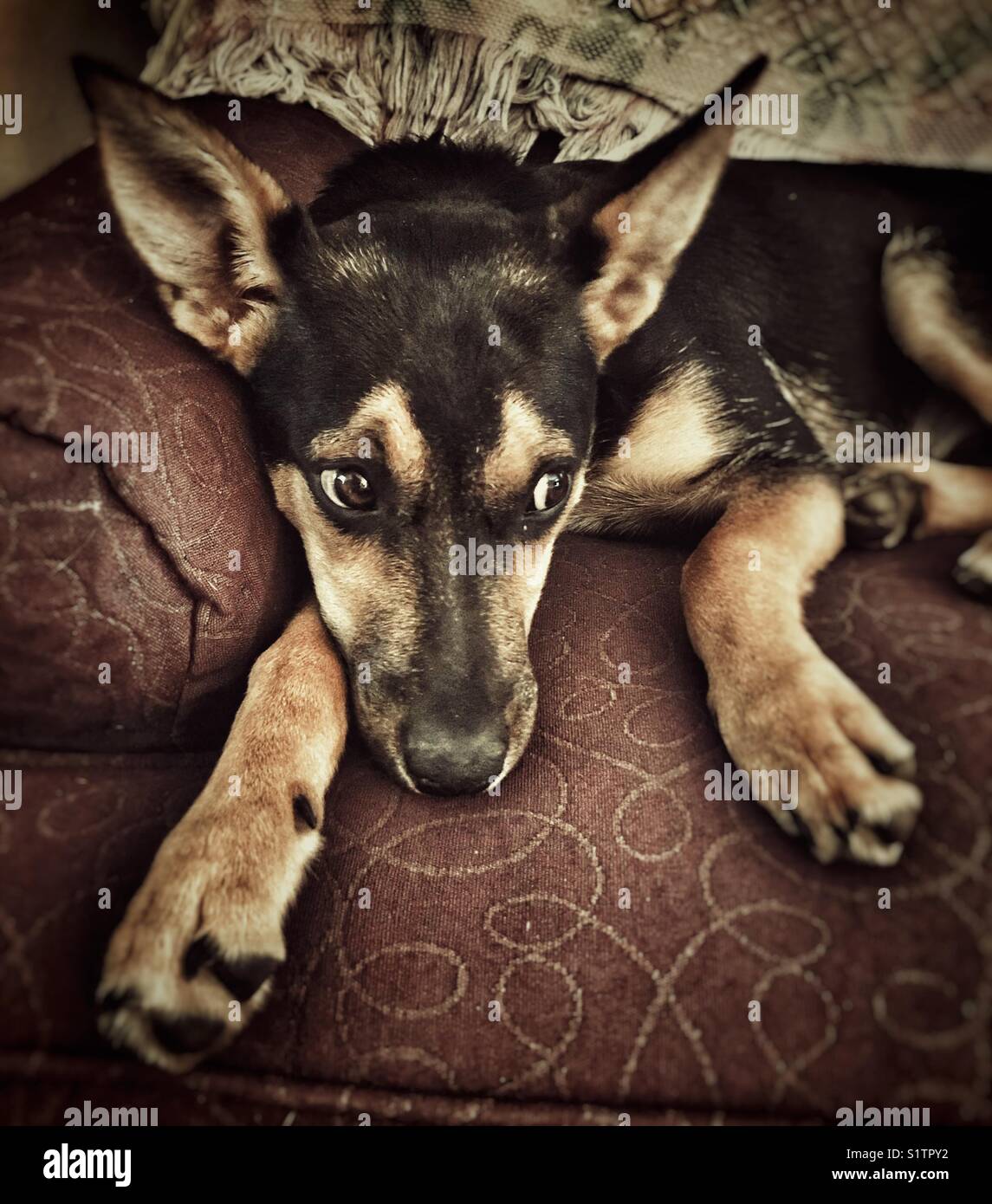 Look of concern hi-res stock photography and images - Alamy