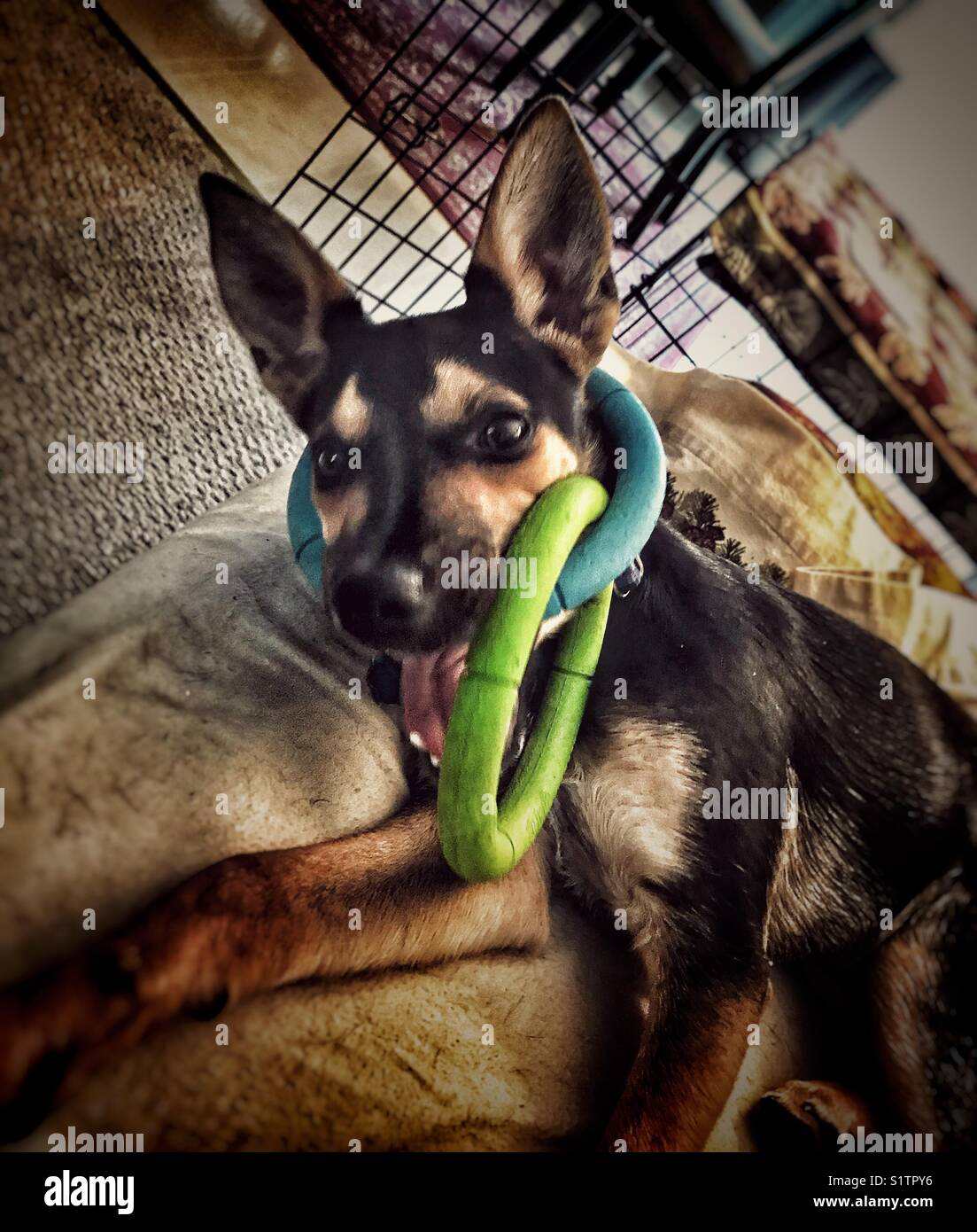 Ring leader hi-res stock photography and images - Alamy