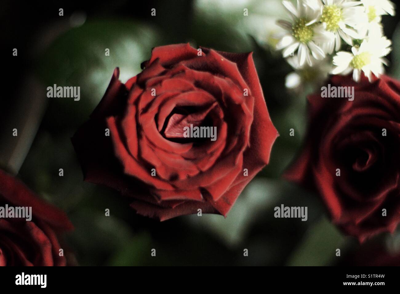 Rose like flowers hi-res stock photography and images - Alamy