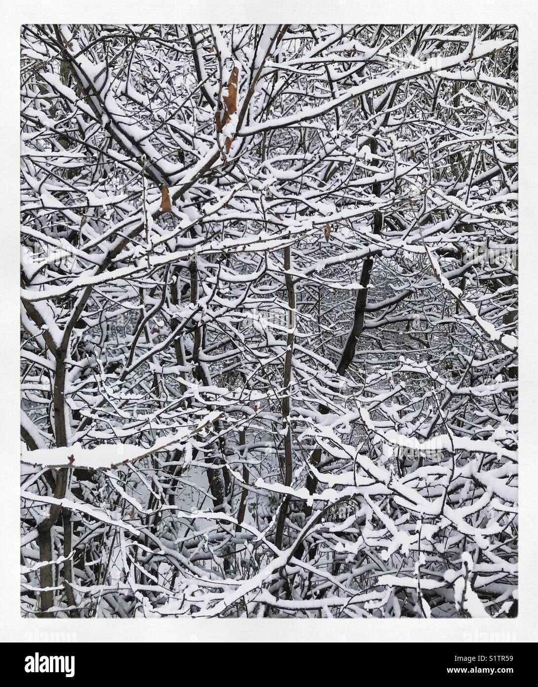 Layered Branches High Resolution Stock Photography and Images - Alamy