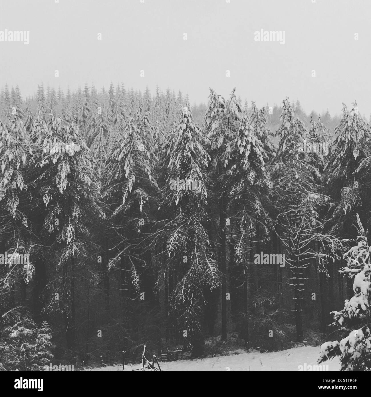 Large fir trees hi-res stock photography and images - Alamy