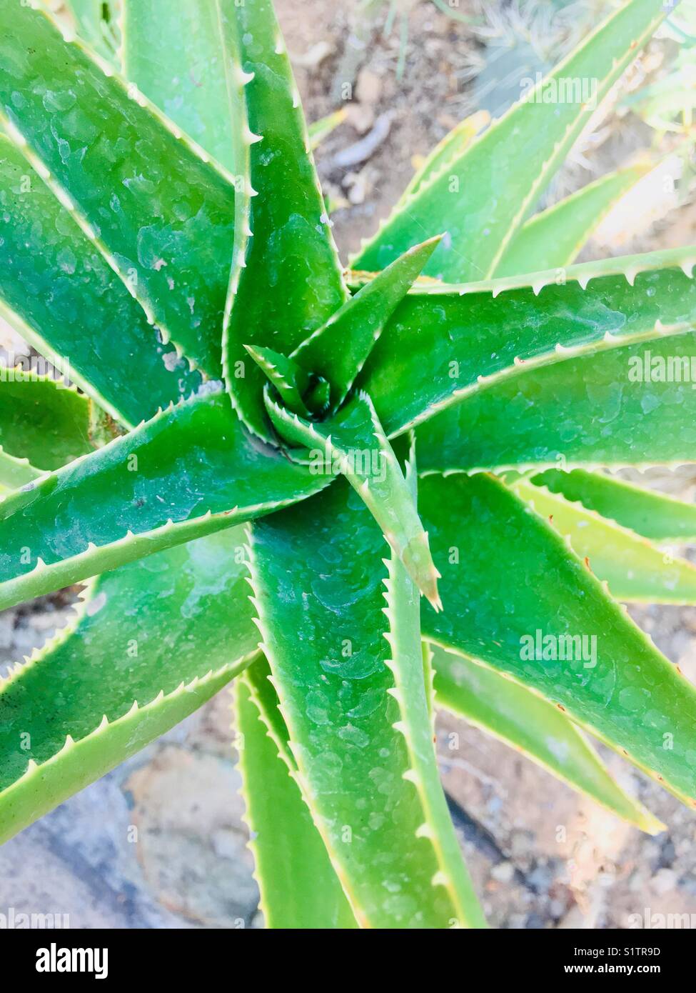 Aloe plant hi-res stock photography and images - Alamy