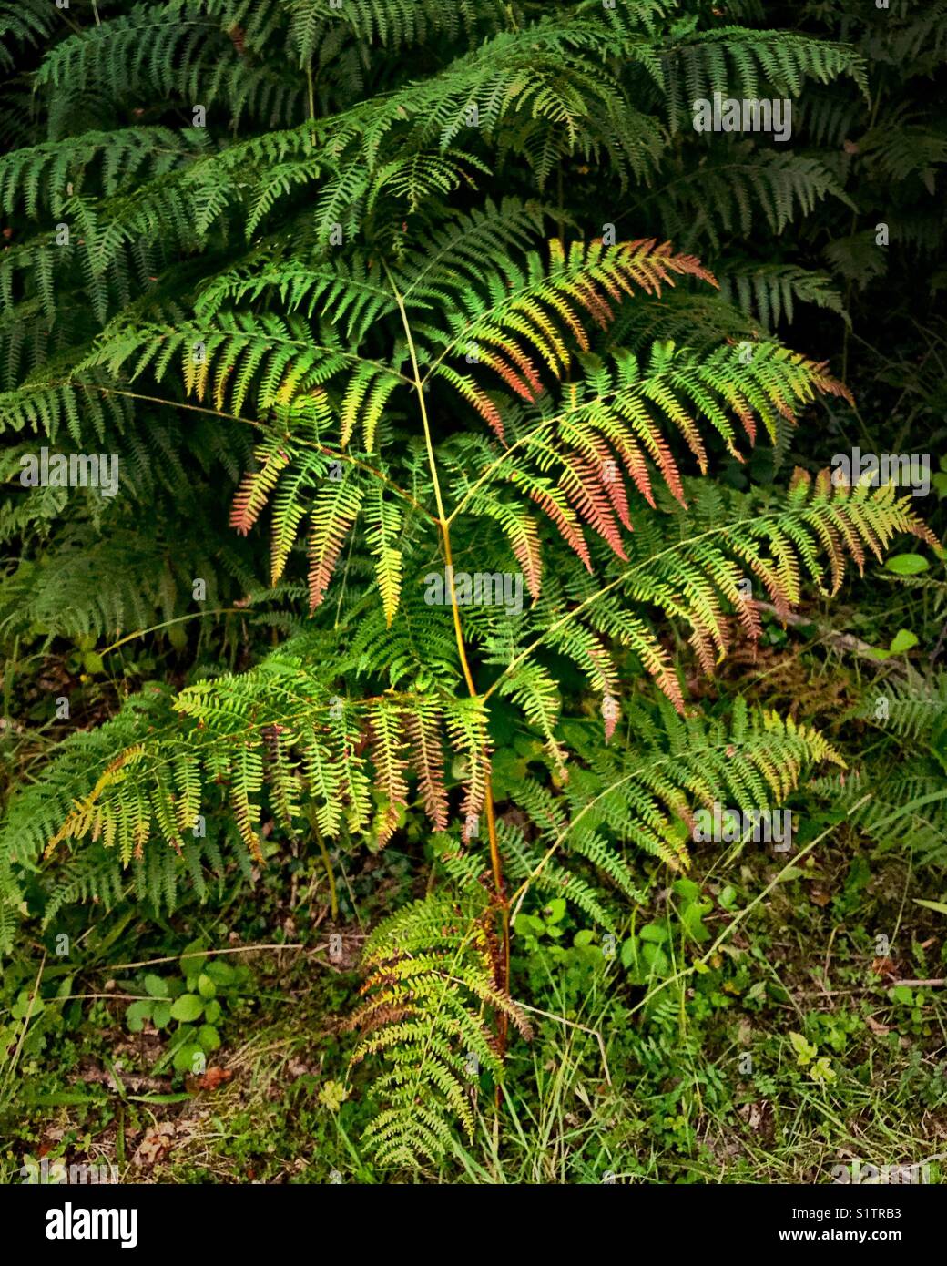 Red ferns hi-res stock photography and images - Alamy