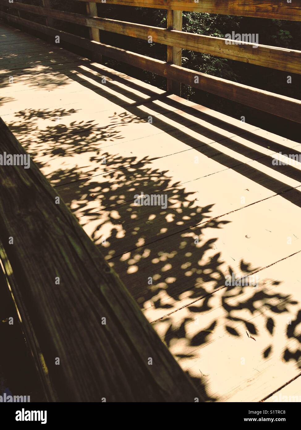 Tree leaves shadows hi-res stock photography and images - Alamy