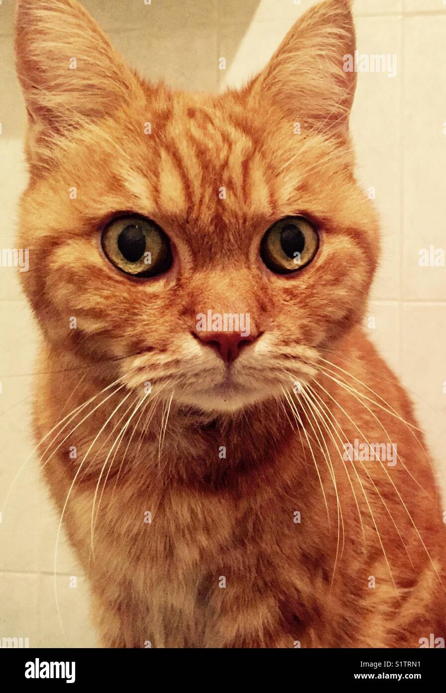Round eyes hi-res stock photography and images - Alamy