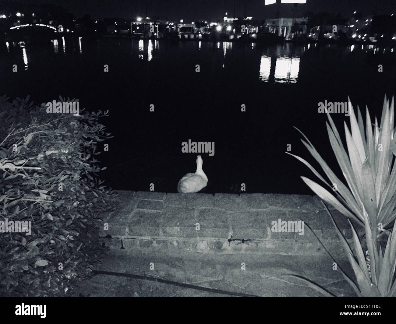 Alone animals hi-res stock photography and images - Alamy