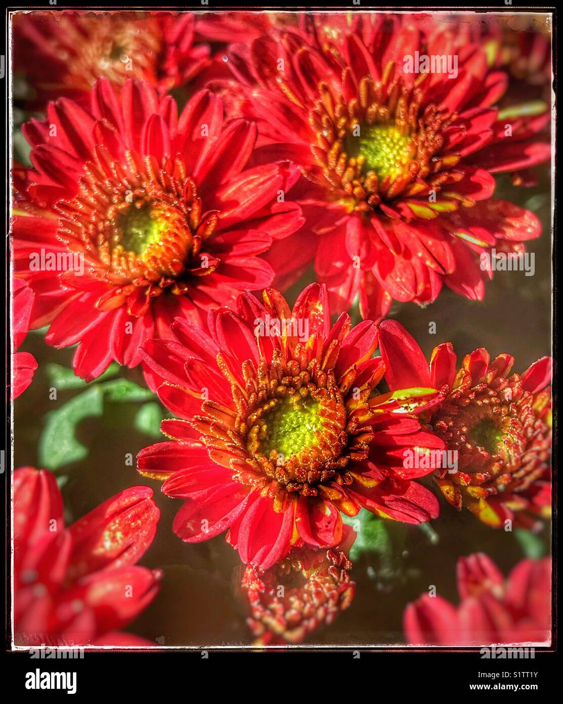 Trio flower hi-res stock photography and images - Alamy