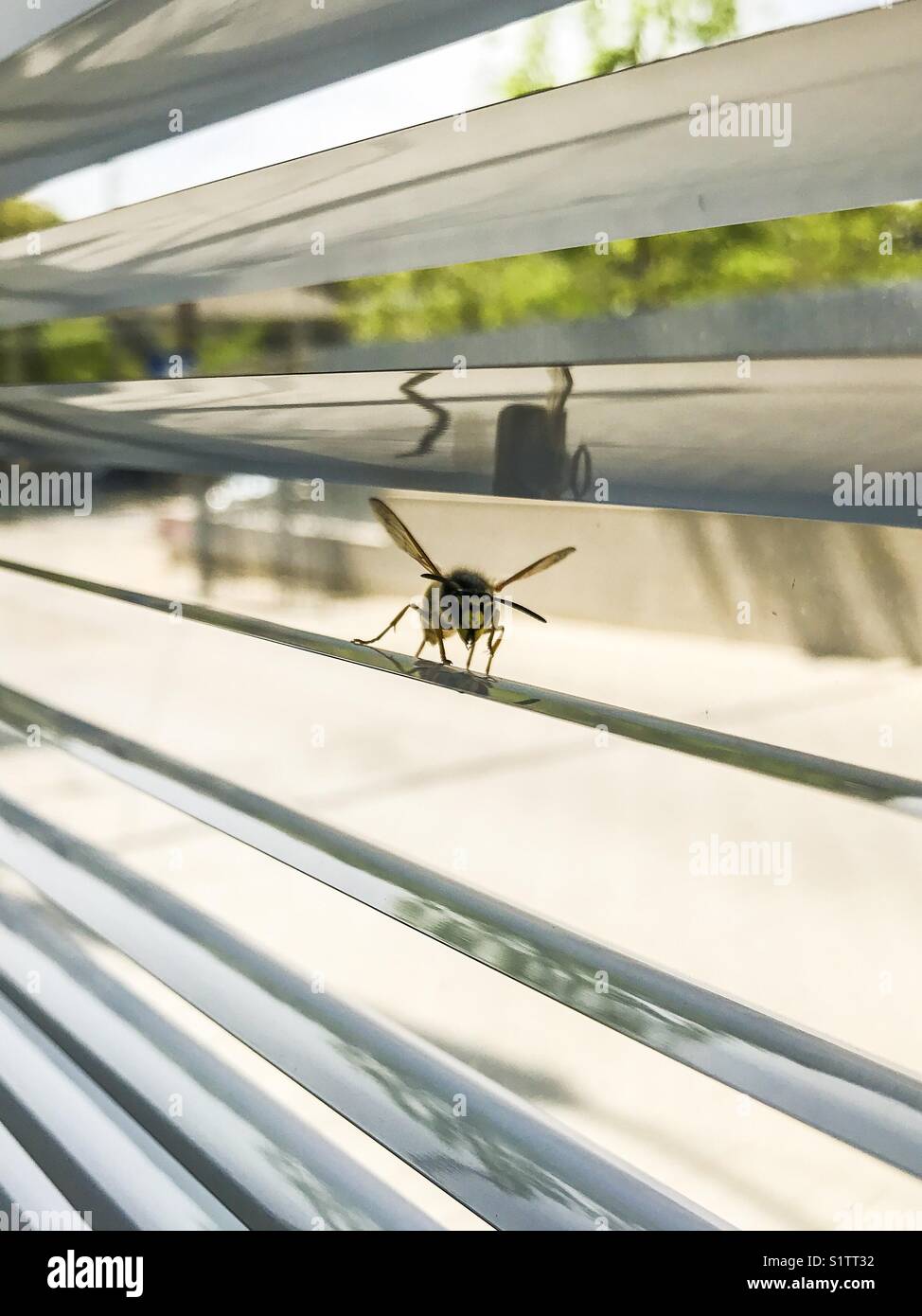 Wasp sitting on blinds during warm day Stock Photo - Alamy