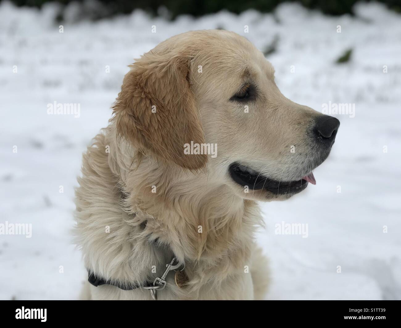 Golden Retriever In Snow High Resolution Stock Photography and Images ...