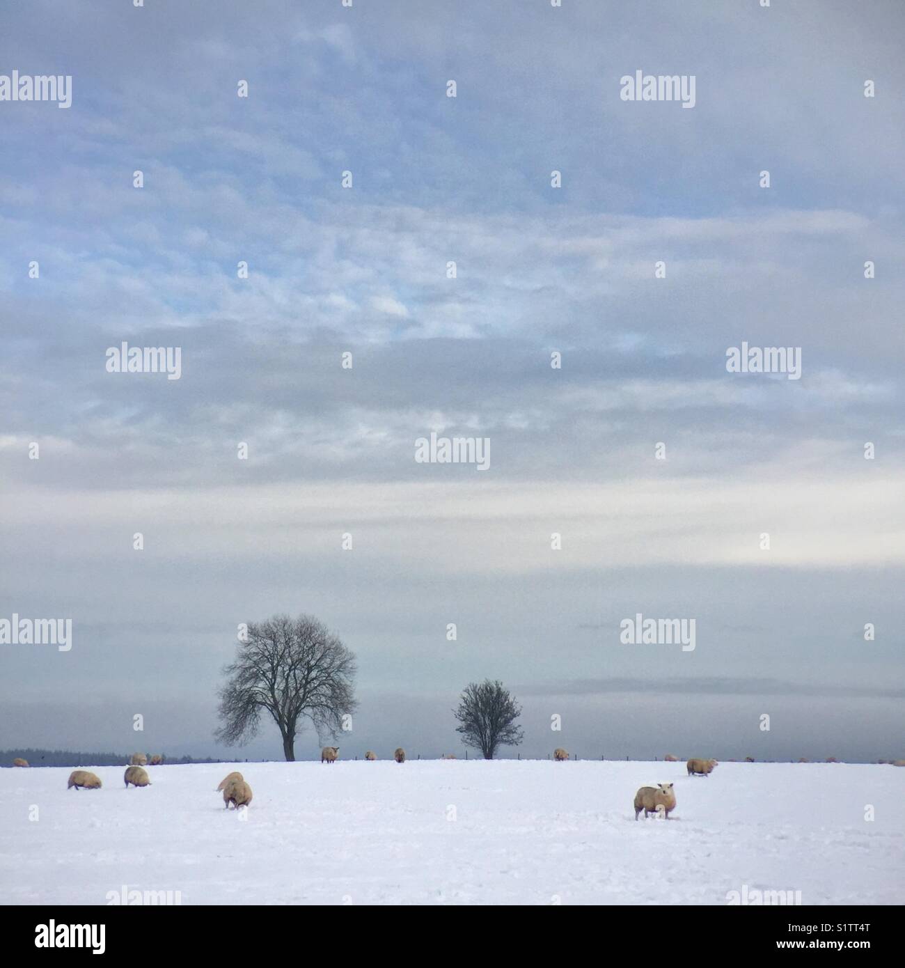 Sheep and trees in winter Stock Photo - Alamy