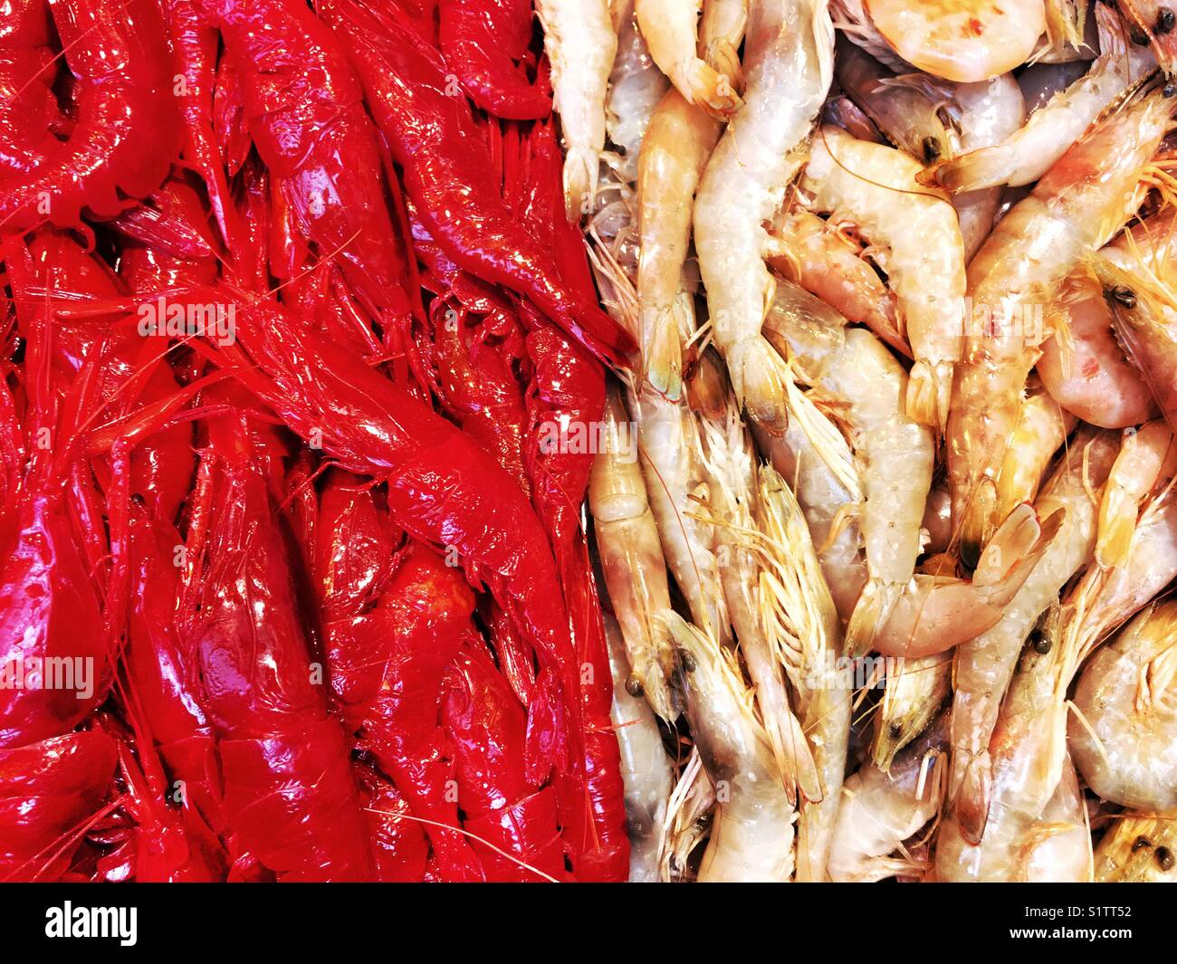 Types Of Prawns