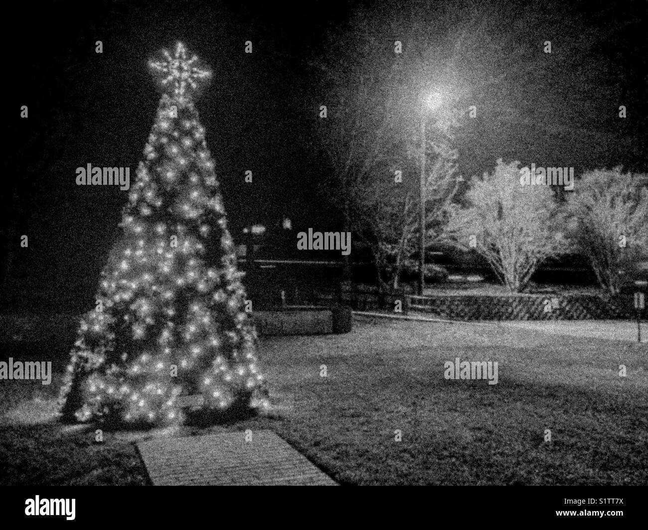 Black and white photo of nighttime Christmas tree lights and glow off ...