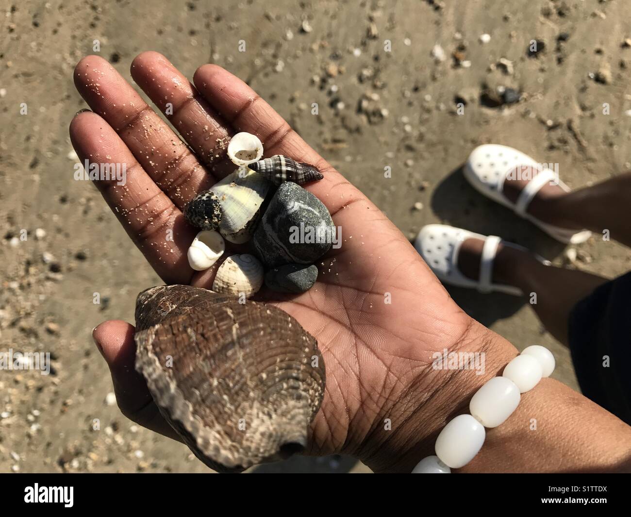 India shells hi-res stock photography and images - Alamy