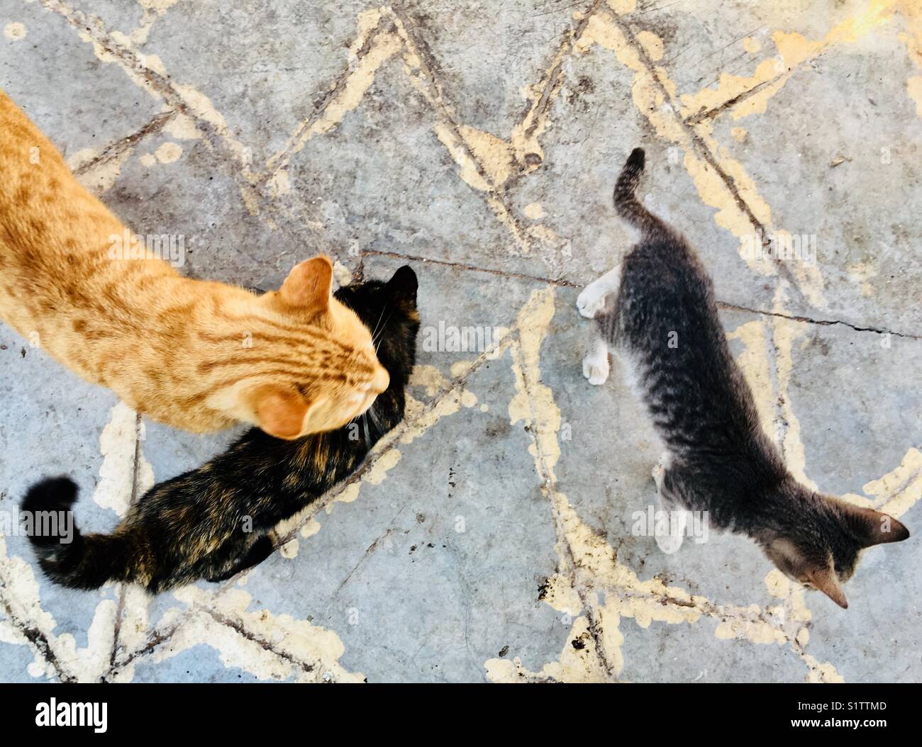 Mother cat with two kittens Stock Photo - Alamy