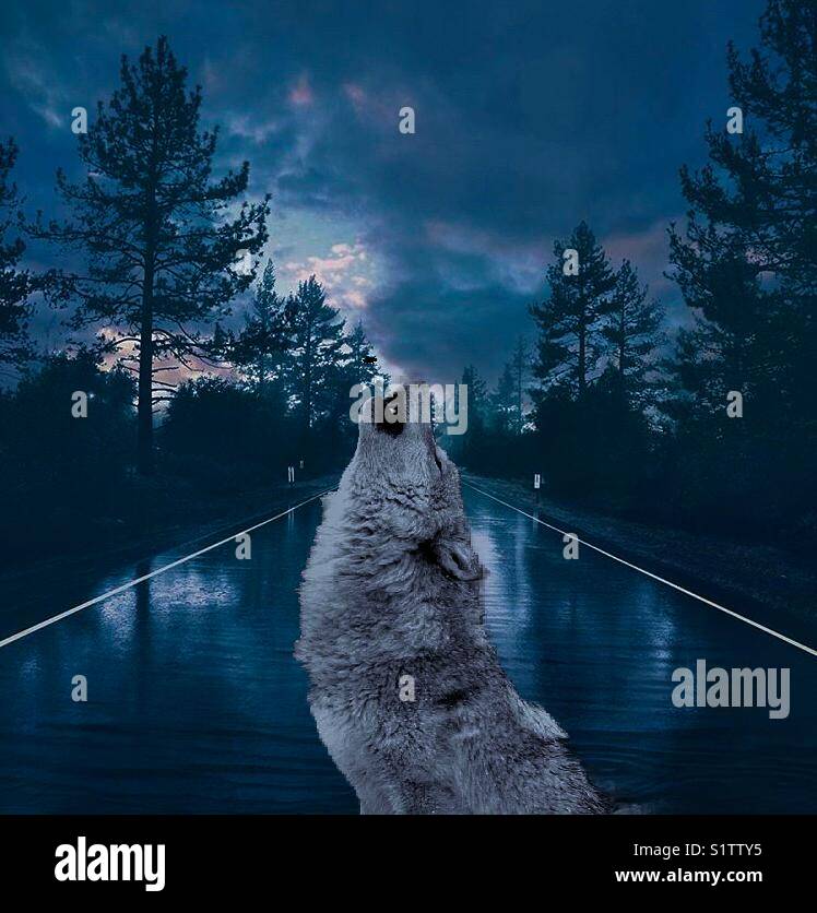 Blue wolves hi-res stock photography and images - Alamy