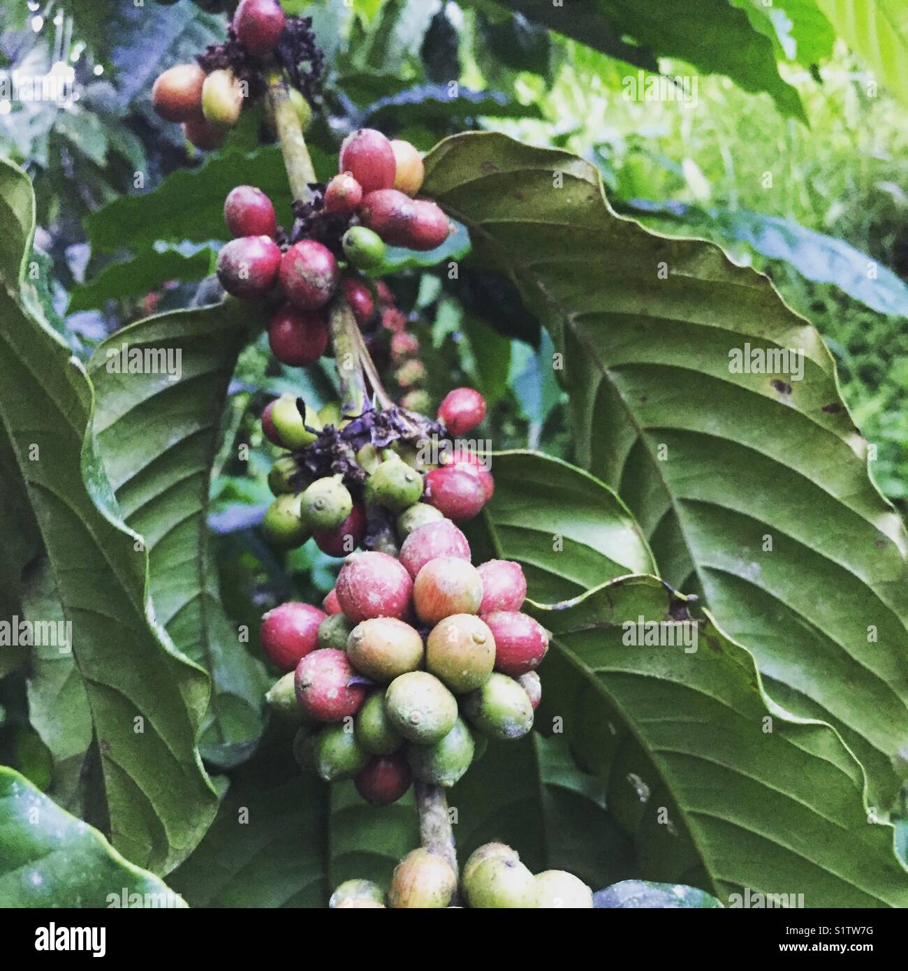 Coffee seeds hi-res stock photography and images - Alamy