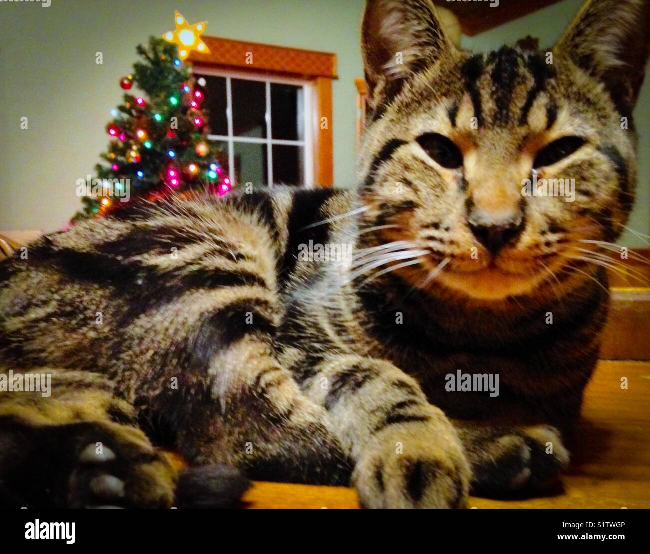 Smug hi-res stock photography and images - Alamy