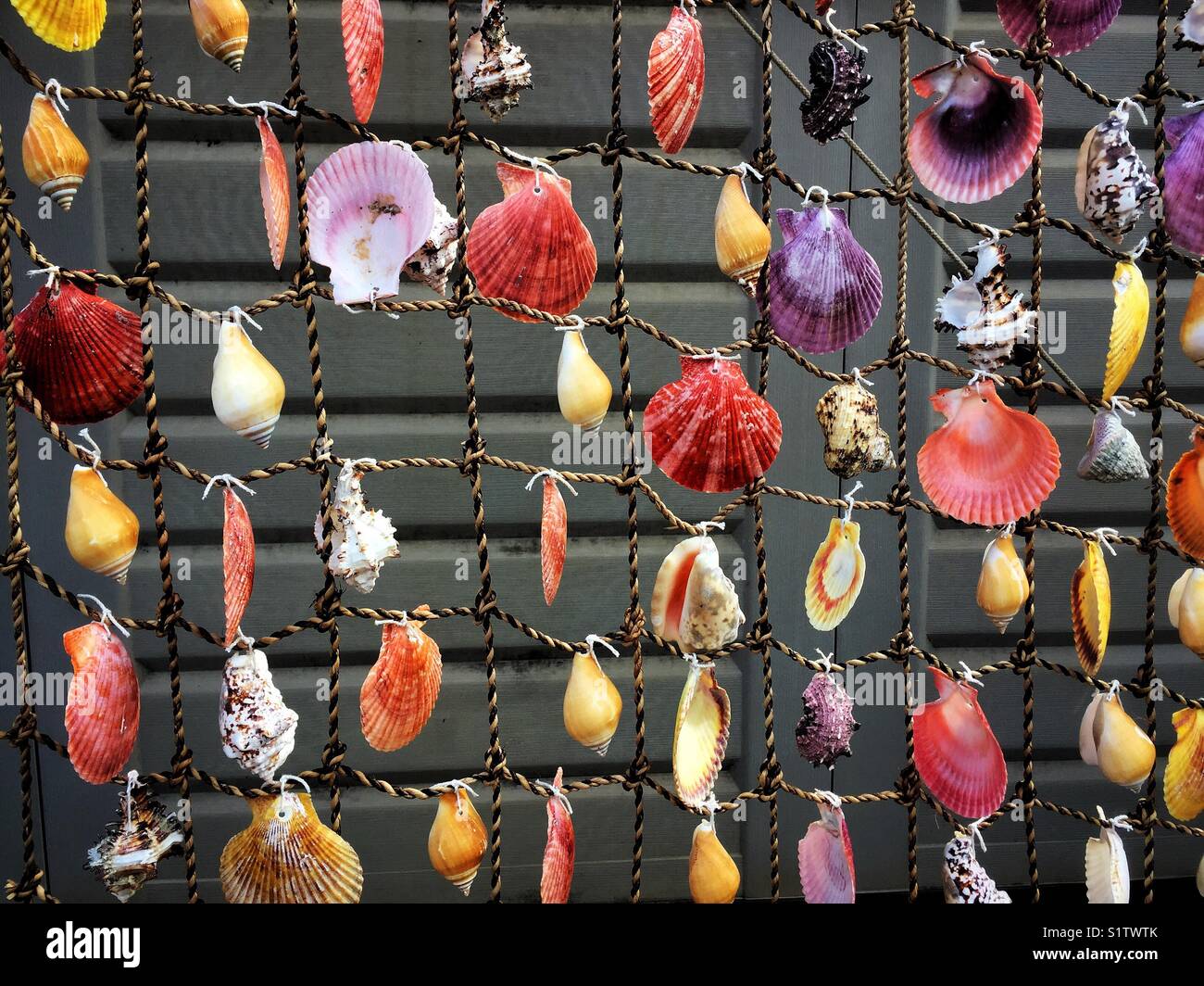 Display shells hi-res stock photography and images - Alamy