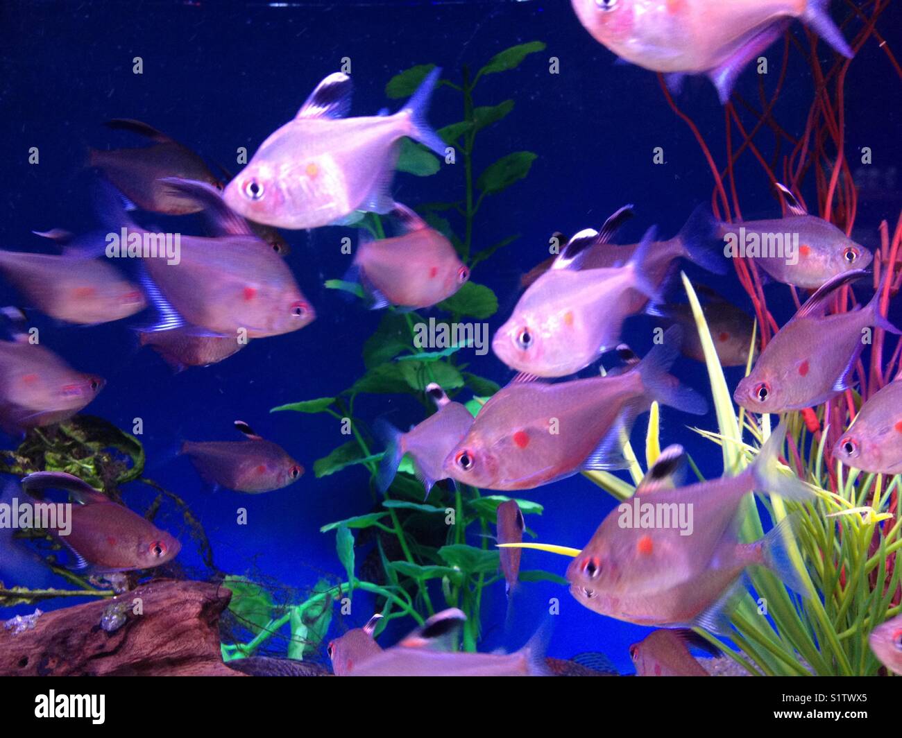 Tropical fish in an aquarium Stock Photo - Alamy