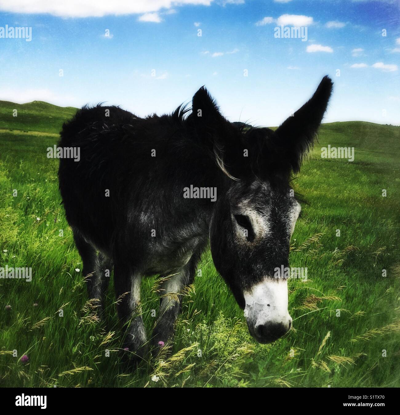 Walking Burro in Custer State Park Stock Photo - Alamy